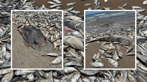 Lo Que Se Sabe Del Hallazgo De Miles De Peces Muertos En Quintana Beach