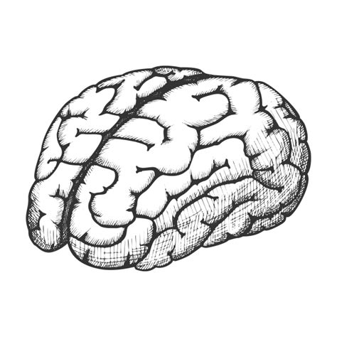 Organ Anatomiczny Ludzkiego Mózgu Monochromatyczny Wektor Clipartów