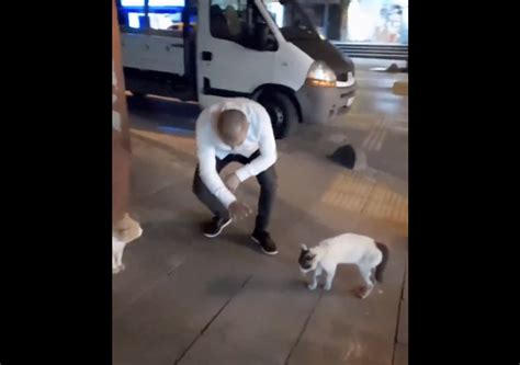 Két macska majdnem összeverekedett az utcán de ekkor megjelent egy