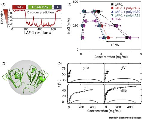 why do disordered and structured proteins behave differently in phase separation trends in