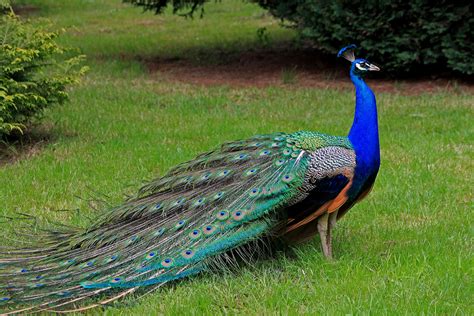 Discovering The Enchanting World Of Peacocks B2 Newspaper World