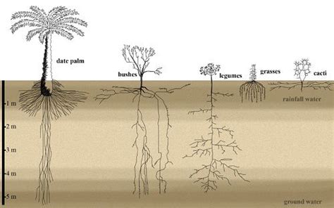 How Deep Are Palm Tree Roots Palm Tree Root System Diagram And Information