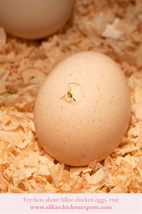 A Complete Guide To Silkie Chicken Eggs Silkie Chickens Silkies Eggs