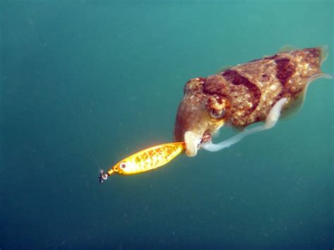 Les montages gagnants pour la pêche aux céphalopodes calamars