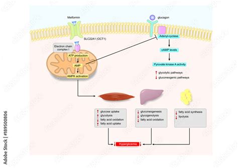 Mechanism Of Action Of Metformin An Anti Diabetes Drug Stock