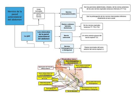 Nervios de la Pared Anterolateral del Abdomen María Sol Mora uDocz