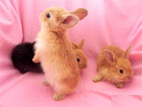 Kr Lik Miniaturka Baranek Mini Lop Hodowla Zarejestrowana Krak W