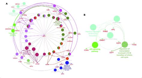 Visualization Of Gene Ontology Go Enrichment Profiles From Degs