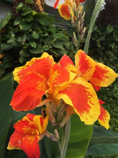 Rita Canna