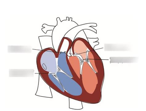 Heart Valves Diagram Quizlet
