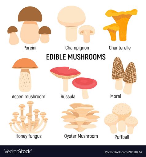 Edible Mushrooms Set Champignon Chanterelle Vector Image