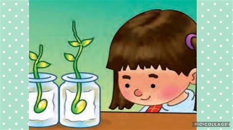 Cómo plantar una semilla germinación de un poroto YouTube