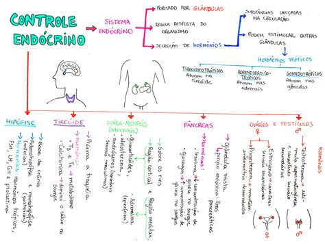 MAPA MENTAL SOBRE SISTEMA ENDÓCRINO Maps4Study
