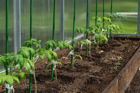 Quelles sont les variétés de tomates à planter sous serre Blog de