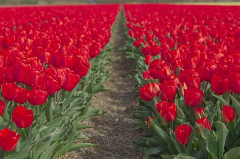 Tulipany Kwiaty Pole Czerwone Darmowe zdjęcie na Pixabay Pixabay