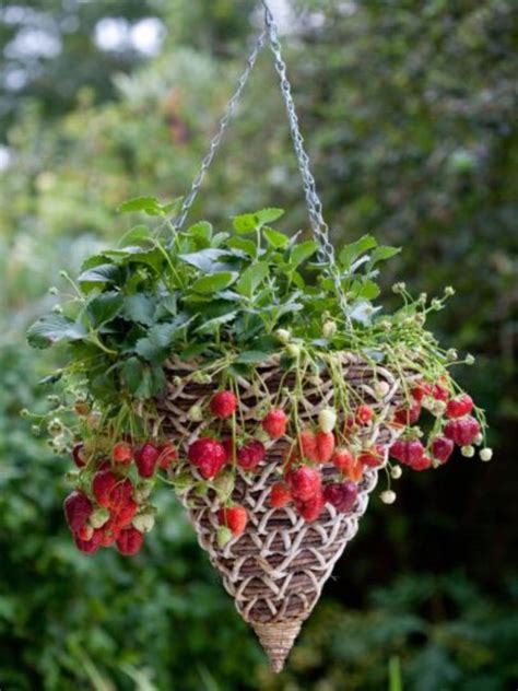 35 Creative Ways To Grow Strawberry At Your Garden GODIYGO