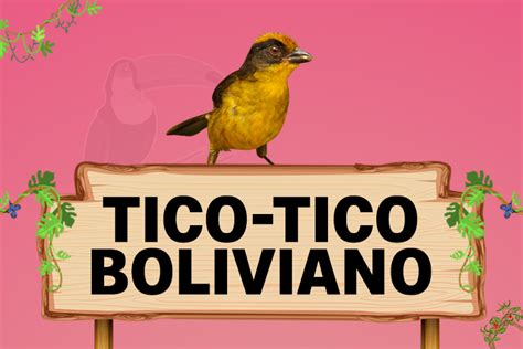 Tico tico boliviano características habitat reprodução e alimentação