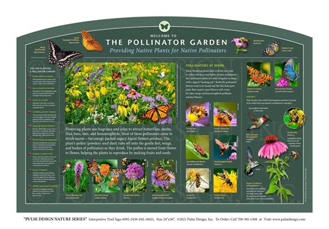Pdns Pollinator Garden Monarch Butterfly Bee Habitat Outdoor