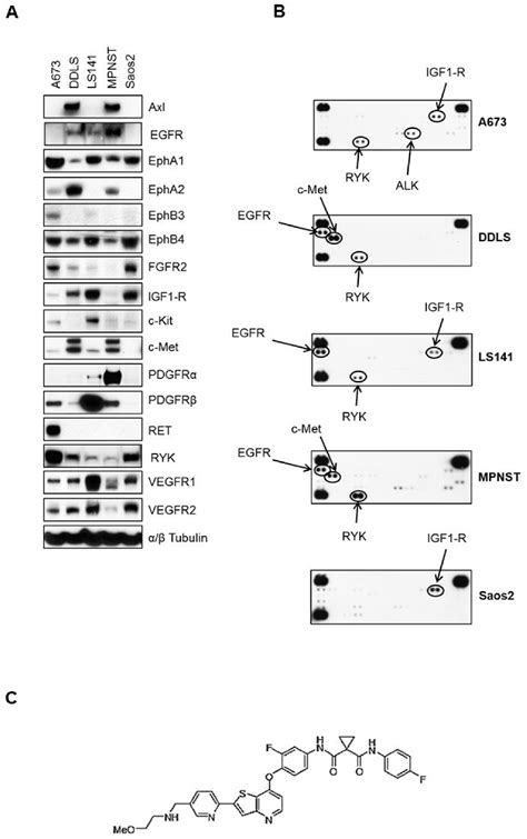 Figure 1 From Significant Blockade Of Multiple Receptor Tyrosine