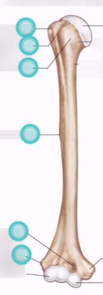 Anterior Humerus Diagram Quizlet