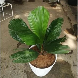 Jual Tanaman Hias Palem Kol Palm Kipas Indonesia Shopee Indonesia