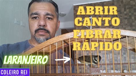 Como Fazer Meu Coleiro Abrir Canto E Fibrar R Pido Youtube