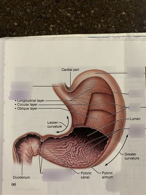Digestive System Diagram Quizlet