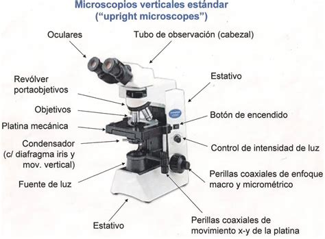 Cómo funciona el microscopio
