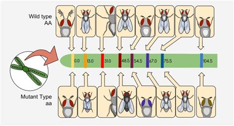 1 gene linkage map fissi