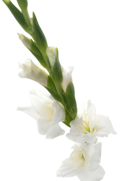 รปรายละเอยดดอกแกลดโอลสสขาว PNG รก เดยว ปดภาพ PNG สำหรบการ