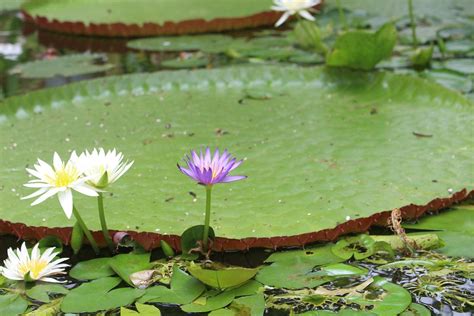 Lilie Wodne Kwiaty Kwiat Roślina Darmowe zdjęcie na Pixabay Pixabay