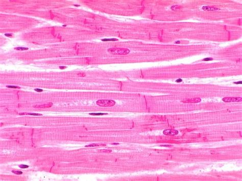Cardiac Muscle Slide Diagram Quizlet