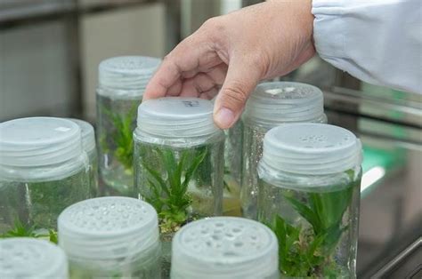 Qué es la Biotecnología Vegetal Centro de Biotecnología