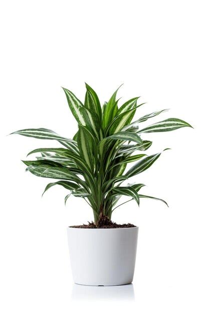 Premium AI Image A Potted Plant With Green Leaves And A White Background