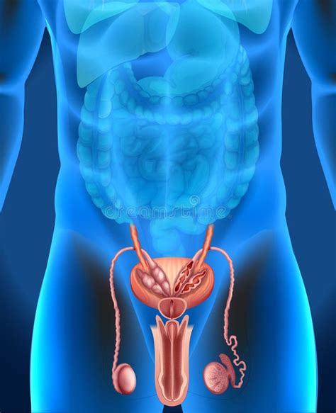 Anatomie De L Appareil Reproducteur Masculin Illustration Stock