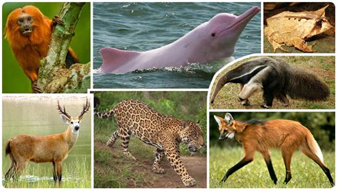 Os 26 Animais brasileiros maior risco de extinção Macau Tec