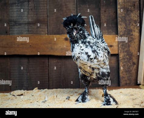 Chicken Of The Pavlovskaya Silver Chicken Breed Stock Photo Alamy
