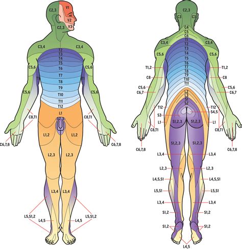 Dermatomes And Myotomes Chart And Map