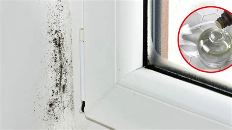 Rem De Efficace Pour Enlever De La Moisissure Sur Les Murs M Thode