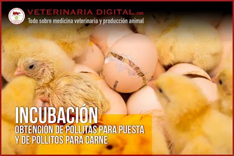Actualizar Imagen Como Saber Si Un Huevo Es Pollo O Gallina