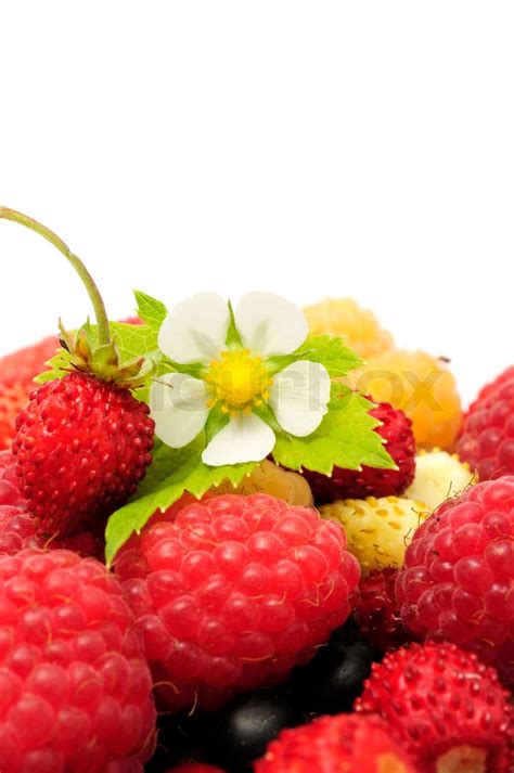 Rød og gul hindbær vilde jordbær solbær og en blomst på hvidt med