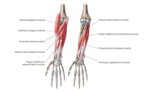 Flexors Of Forearm Forearm Muscles Structure Function Anatomy