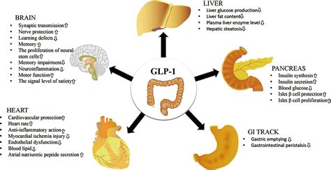 Frontiers Glp Receptor Agonists Beyond Their Pancreatic Effects