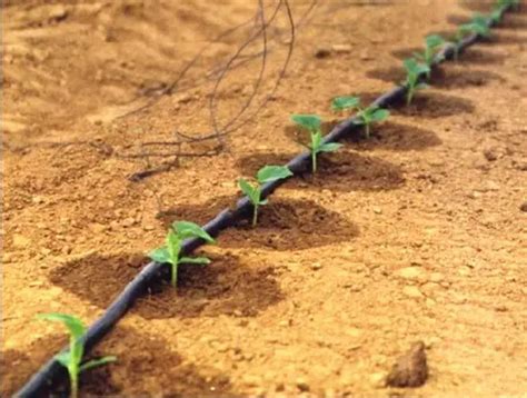 Irrigação por gotejamento na horta Vantagens e como instalar