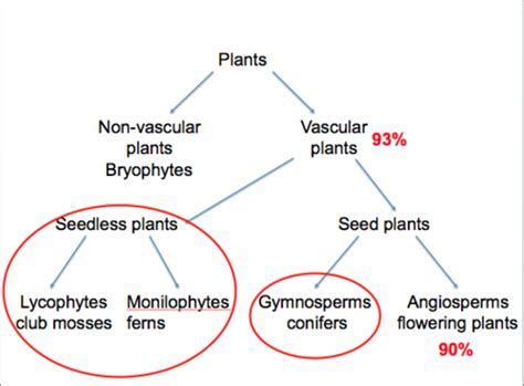 Early Plant Life Biology For Majors II 58 OFF