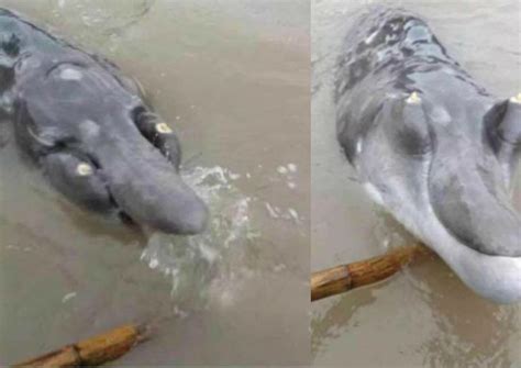 Deep Sea Creatures Caught On Camera Designsgros