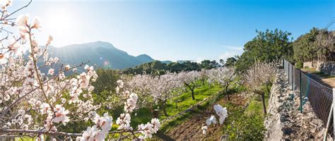 Mandelblüte auf Mallorca Reisezeit Angebote Infos Urlaubsguru at