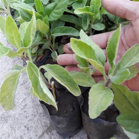 Jual Bibit Tanaman Herbal Sambung Nyawa Shopee Indonesia