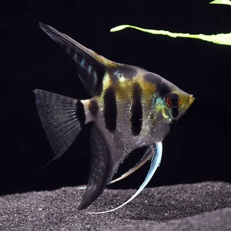 Ihr Aquaristik Fachgeschäft Fische Pflanzen und mehr Leopard Skalar