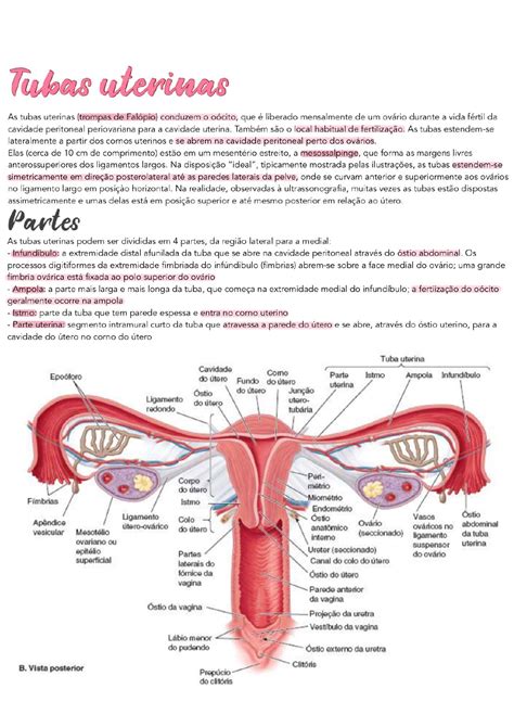 Órgãos genitais internos femininos Anatomia I